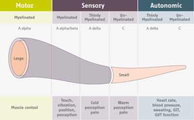 Sudoscan - Patients Information